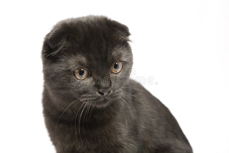 Met hangende oren kat stock afbeelding. Image of donker - 10136931