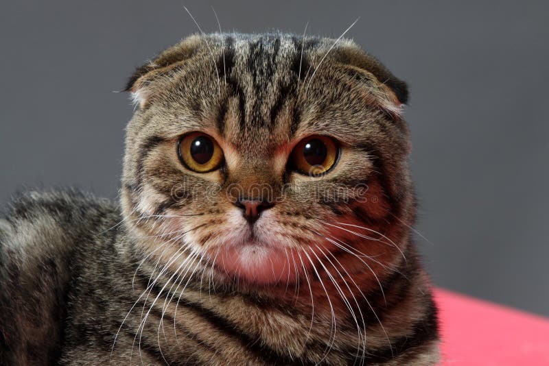 Met hangende oren kat stock afbeelding. Afbeelding bestaande uit ...