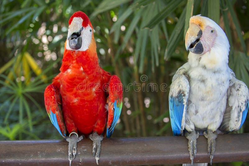 Albino parrot store