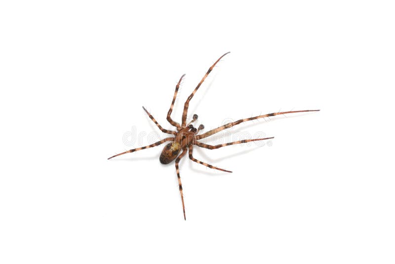 European Cave Spider Meta Menardi 3 Stock Photo - Image of insect ...