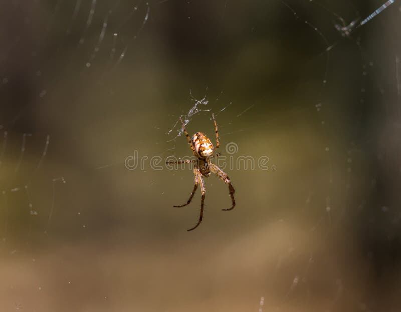 European Cave Spider Meta Menardi 2 Stock Photo - Image of colors, icky ...