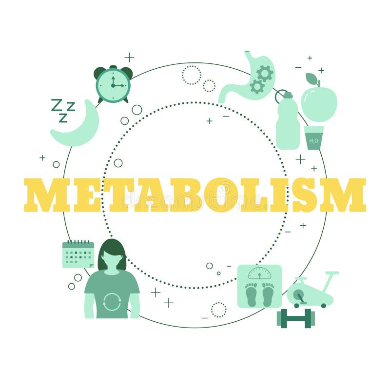 Metabolism Stock Illustrations – 5,404 Metabolism Stock Illustrations ...