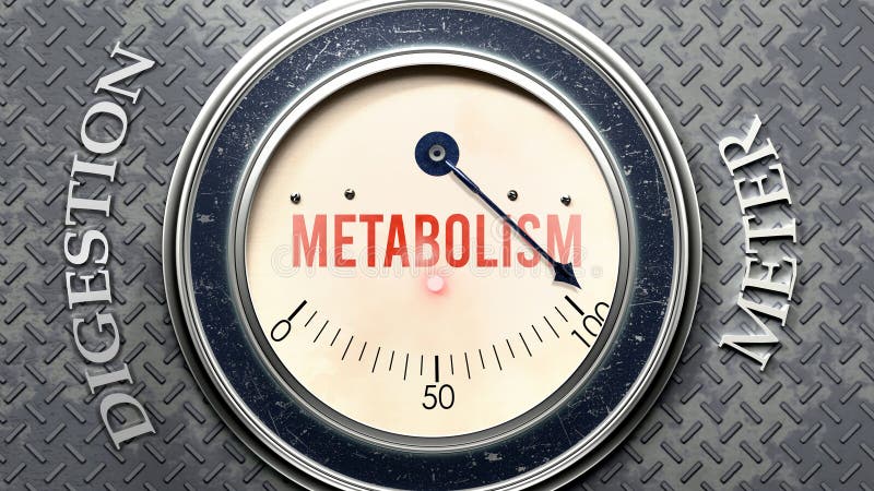 Metabolism and Digestion that is Hitting a Full Scale, Showing a Very ...