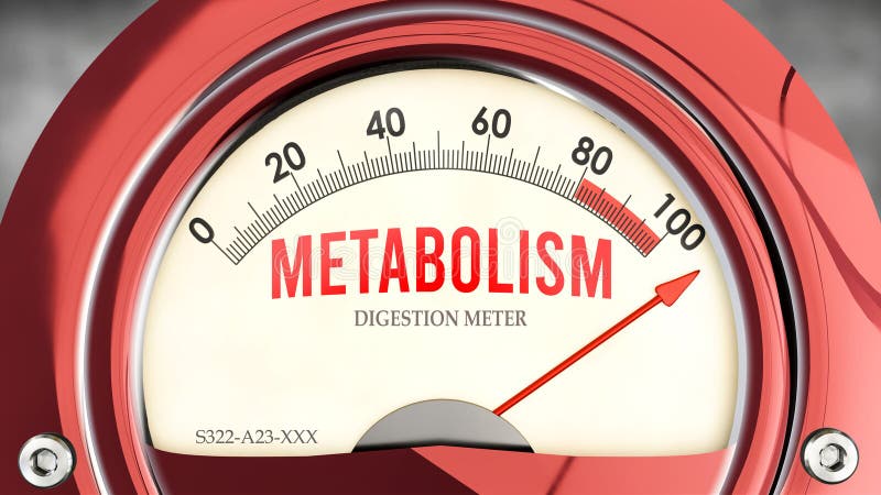 Metabolism Meter Horizontal Scale. Metabolic Levels from Slow To High ...
