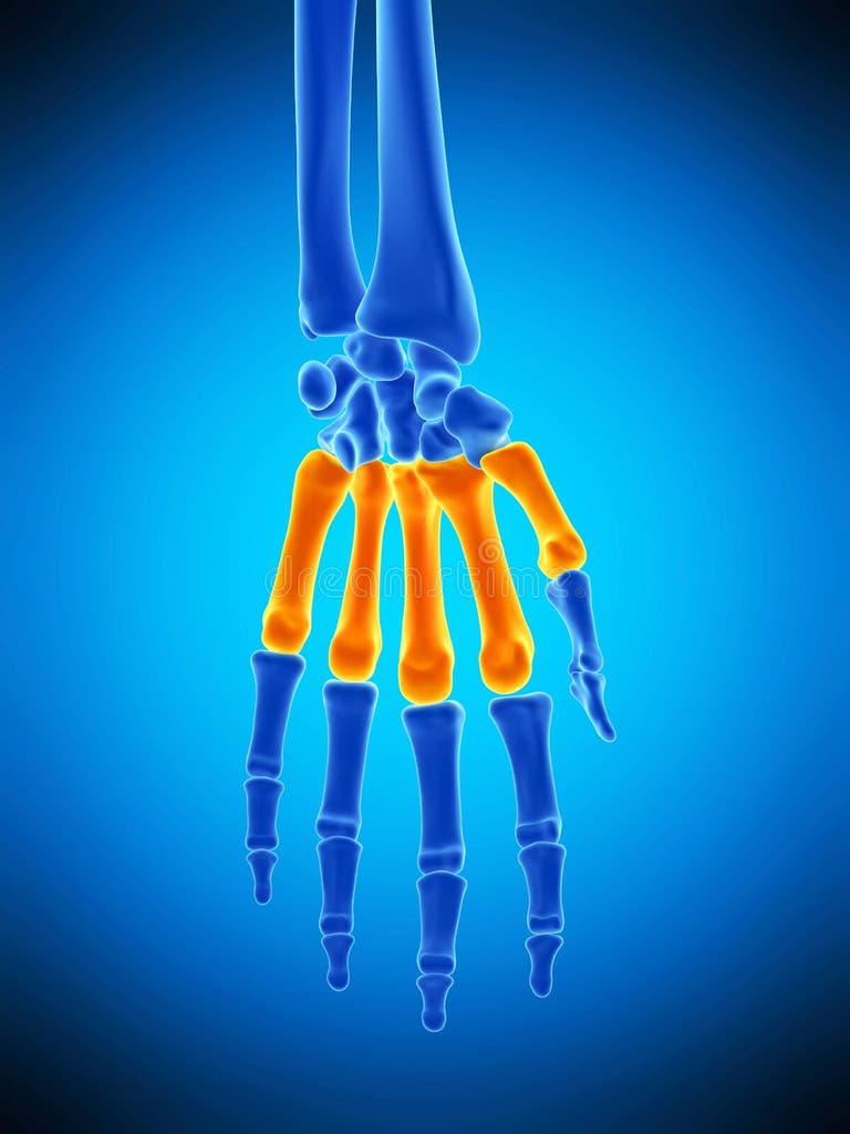 Metacarpal Stock Illustrations – 509 Metacarpal Stock Illustrations ...