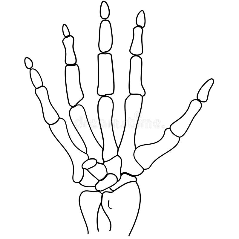 Metacarpals stock vector. Illustration of background - 69722074