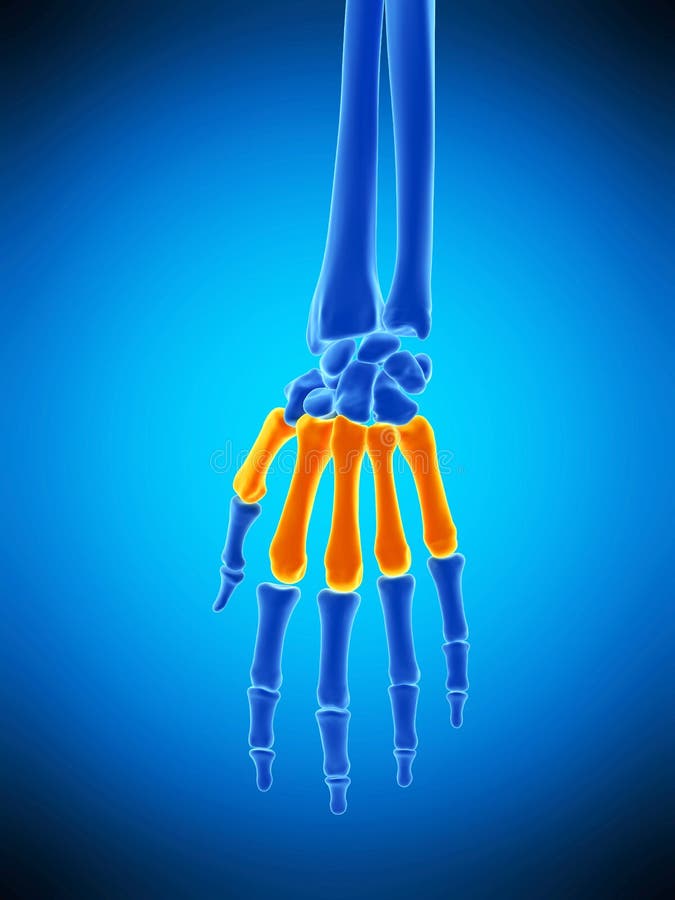 The metacarpals bones stock illustration. Illustration of biology ...