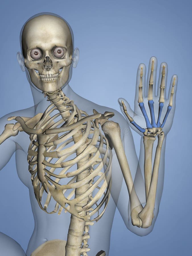 Metacarpo, Esqueleto Humano, Modelo 3D Stock de ilustración ...