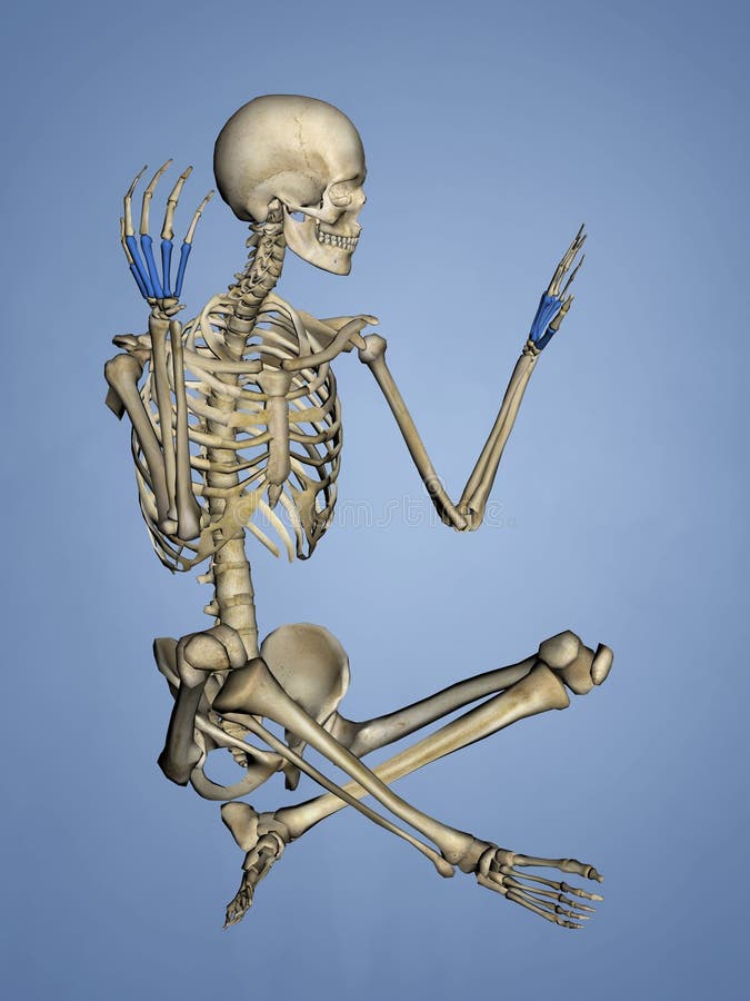 Metacarpo, Esqueleto Humano, Modelo 3D Stock de ilustración ...