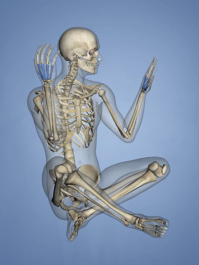 Metacarpo, Scheletro Umano, Modello 3D Illustrazione di Stock ...