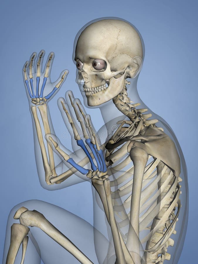 Metacarpo, Scheletro Umano, Modello 3D Illustrazione di Stock ...