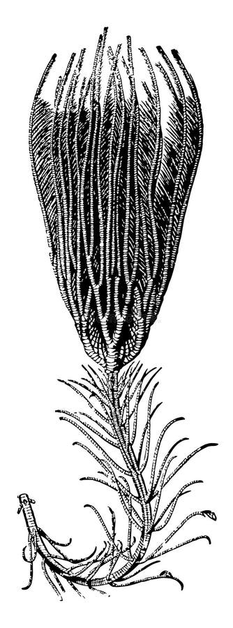 Metacrinusinterruptus Stock Illustrations – 1 Metacrinusinterruptus ...