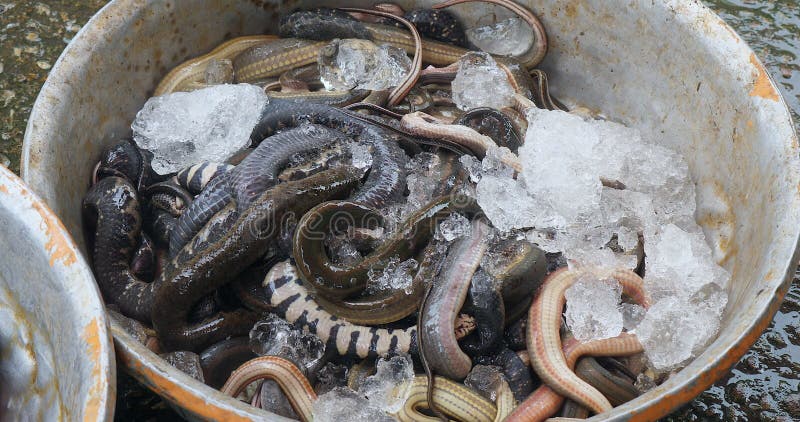 Close Up of a Metal Basin Containing Water Snakes and Ice Stock Video ...