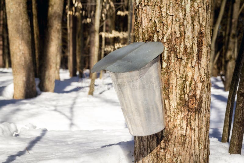 Metal Bucket for Collection Maple Syrup Stock Photo - Image of taping ...