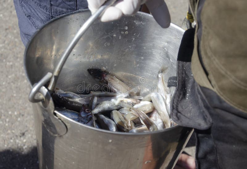 Metal bucket with fish stock image. Image of face, bucket - 251159107
