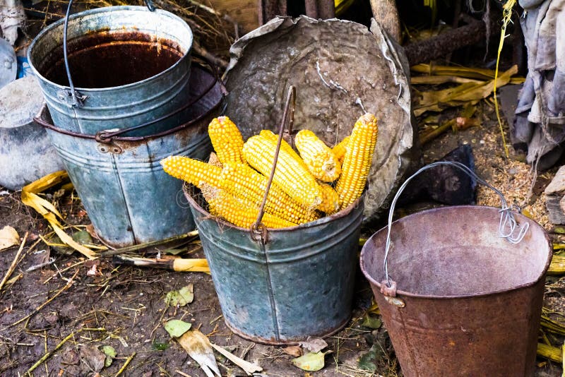 The Metal Bucket is Full of Corn Heads until it Stops Stock Image ...