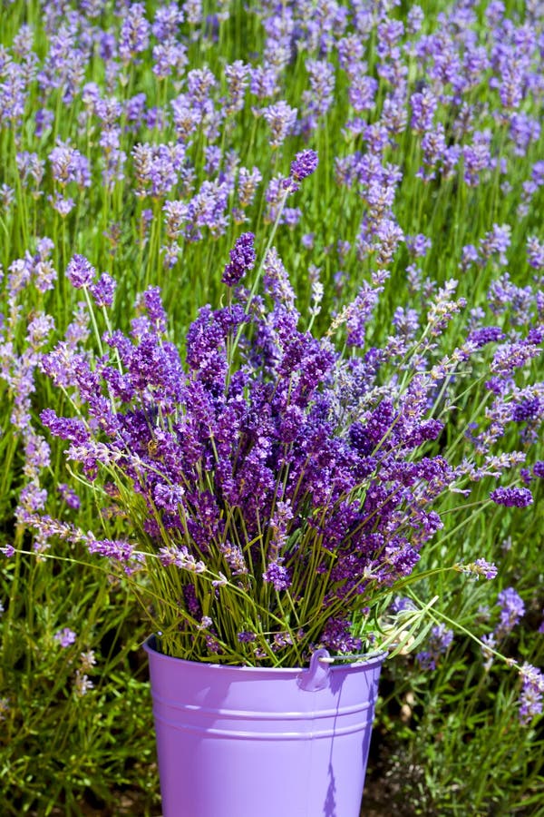Metal bucket with lavender stock photo. Image of plant - 39135002