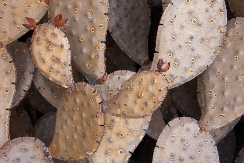 Metal cactus stock photo. Image of metal, metallic, life - 21008834