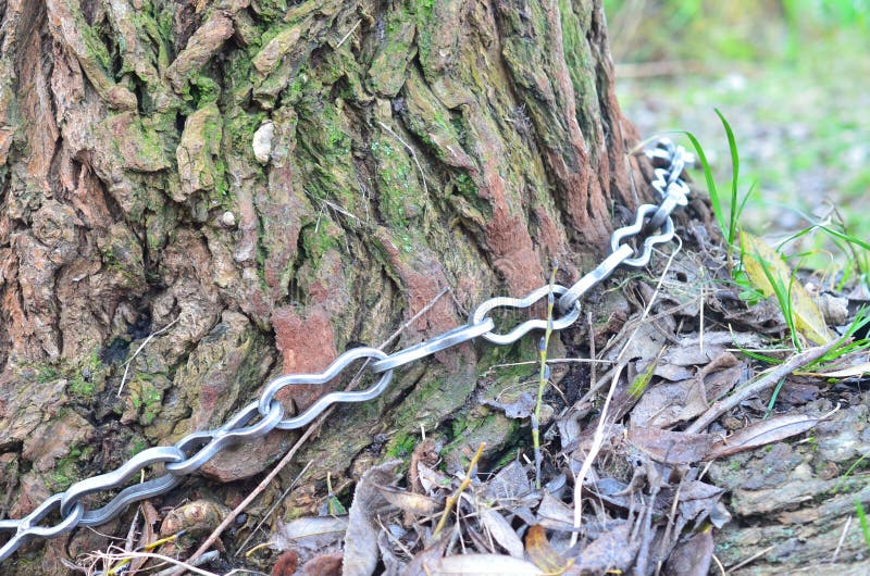 A Metal Chain Around the Tree Trunk. Stock Image - Image of empty ...