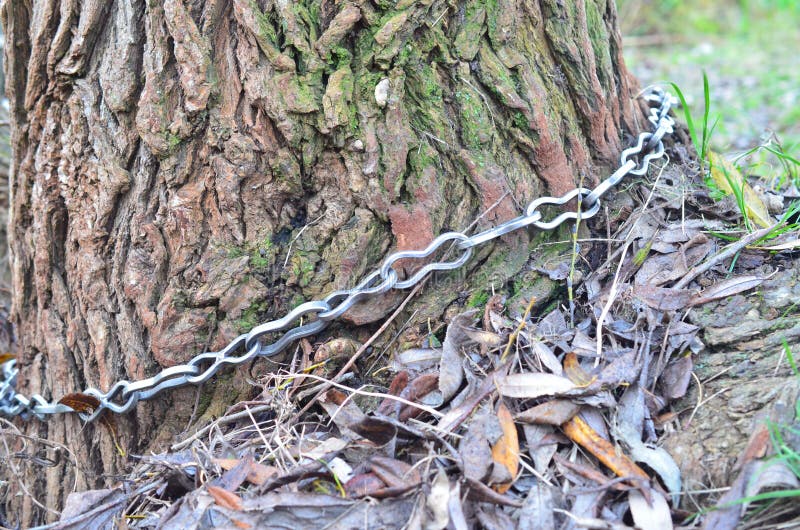 A Metal Chain Around the Tree Trunk. Stock Image - Image of door ...