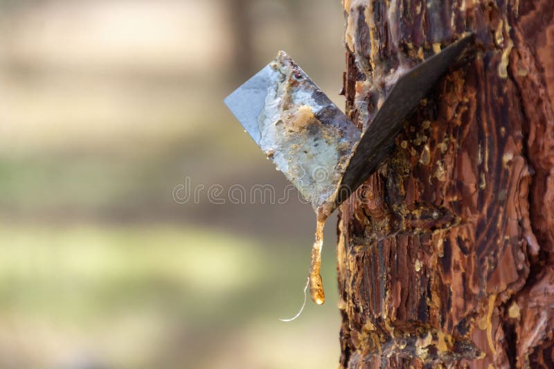 125 Tree Oozing Sap Stock Photos - Free & Royalty-Free Stock Photos ...