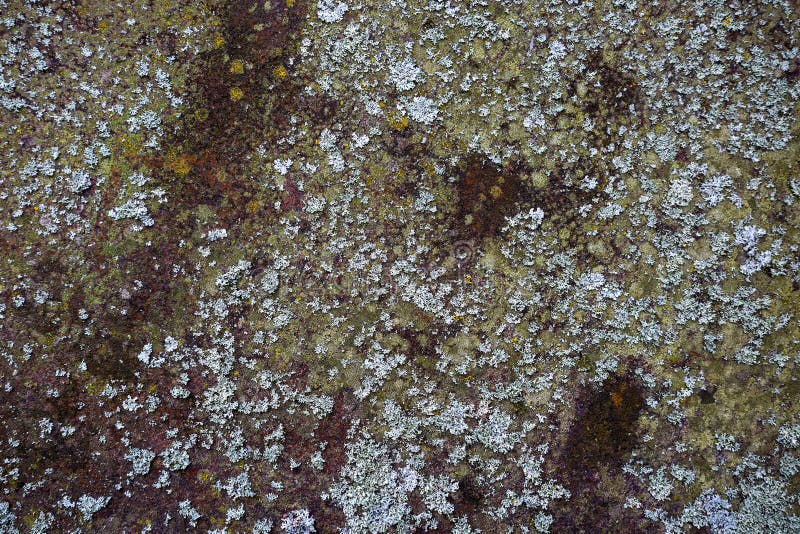 Lichen On Metal Tank Texture Stock Image - Image of yellow, pattern ...