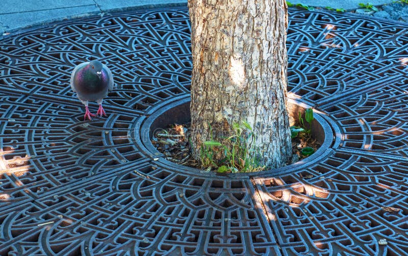 Metal Drainage Grate on the Sidewalk Around a Tree in Slovakia Stock ...