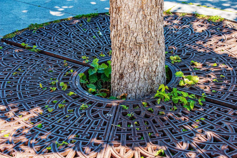 2,203 Grate Tree Stock Photos - Free & Royalty-Free Stock Photos from ...