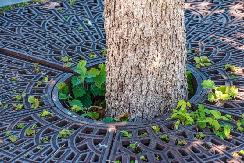Metal Drainage Grate on the Sidewalk Around a Tree in Slovakia Stock ...