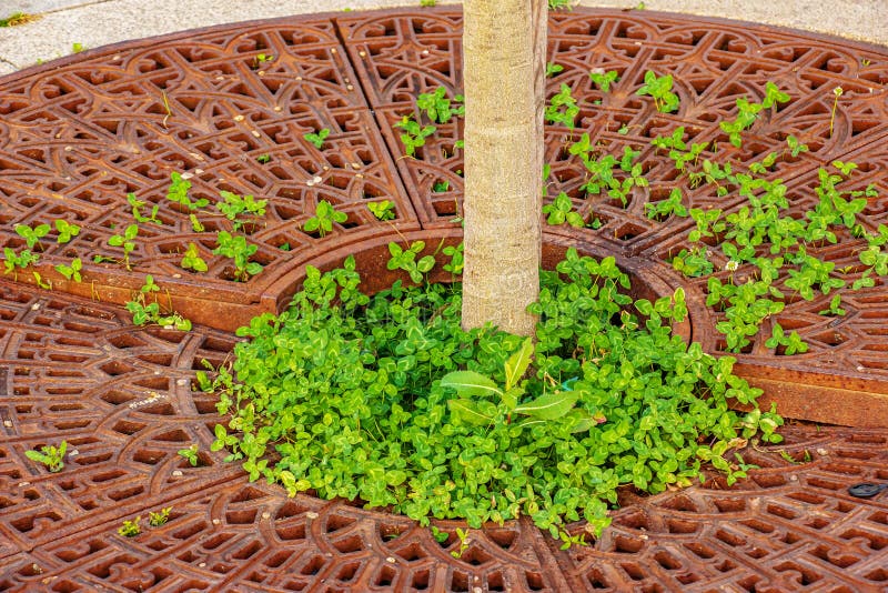 Metal Drainage Grate on the Sidewalk Around a Tree in Slovakia Stock ...