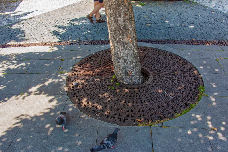 Metal Drainage Grate on the Sidewalk Around a Tree in Slovakia Stock ...