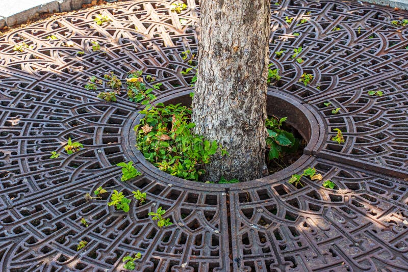 Metal Drainage Grate on the Sidewalk Around a Tree in Slovakia Stock ...