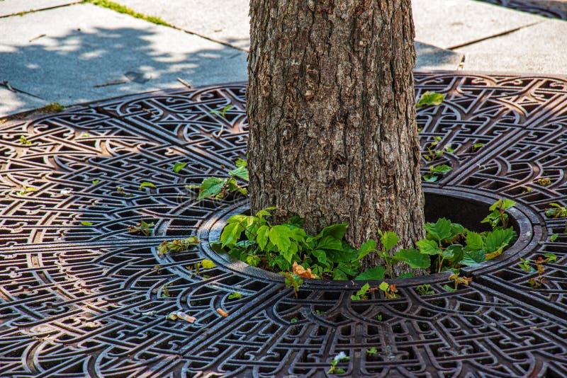 Metal Drainage Grate on the Sidewalk Around a Tree in Slovenia Stock ...