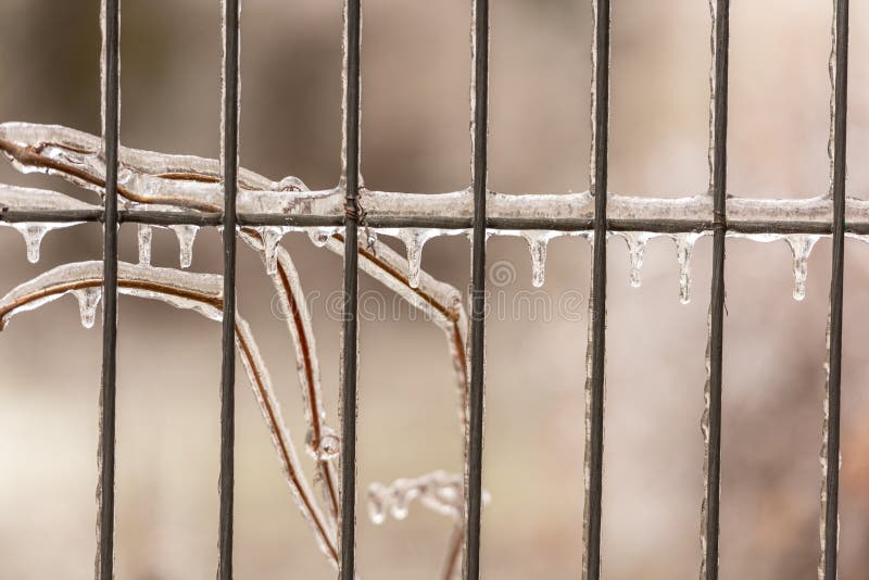 Metal Fence Covered in a Thick Layer of Ice after a Freezing Rain Stock ...