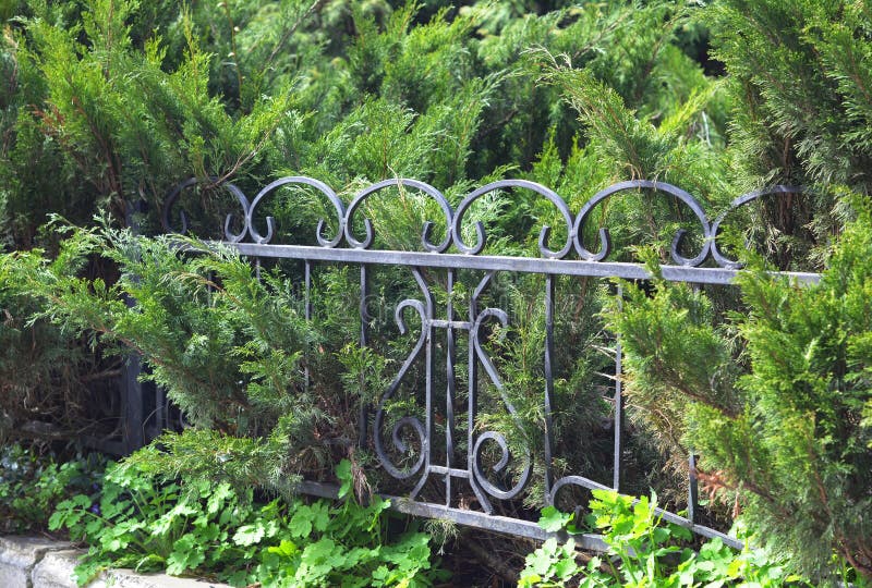 Metal Fence Hiding with Juniperus Sabina, the Savin Juniper or Savin ...