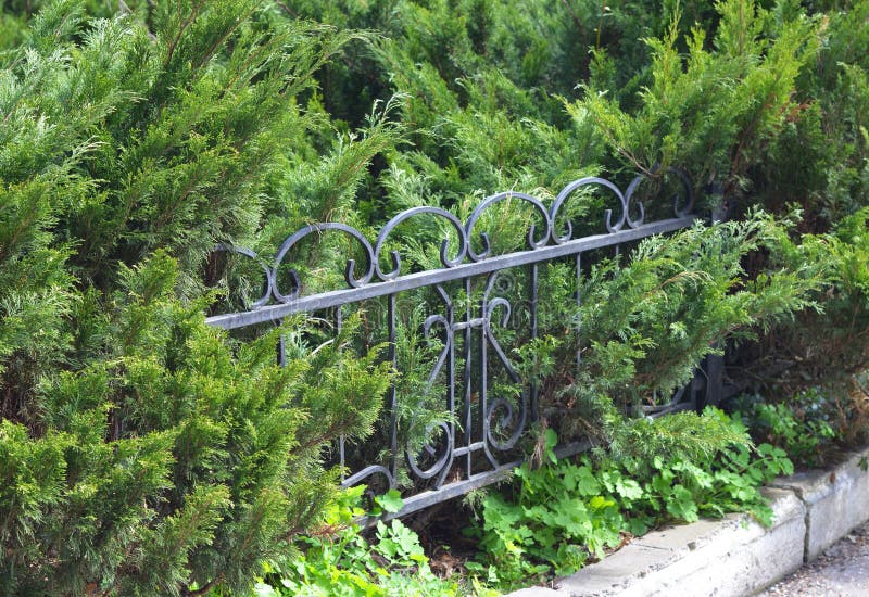 Metal Fence Hiding with Juniperus Sabina, the Savin Juniper or Savin ...