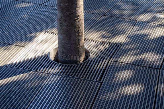 Metal Grates Around the Trunk of Tree. Stock Photo - Image of landscape ...
