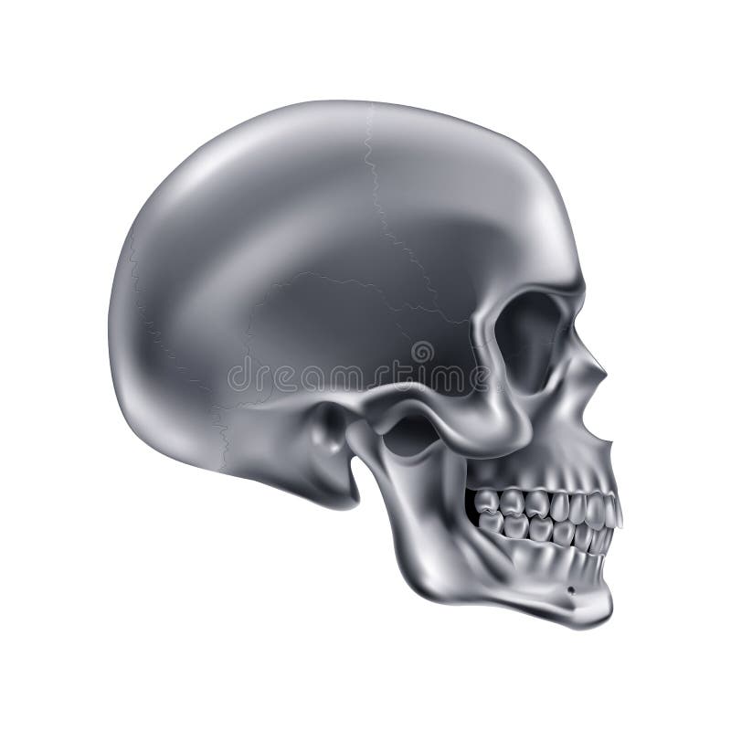 Metallic Human Skeleton Stock Illustrations – 317 Metallic Human ...