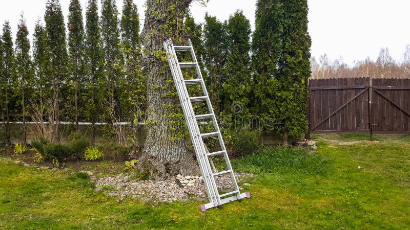 Metal Ladder Leaning Against a Tree. Stock Photo - Image of natural ...