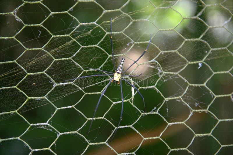 Metal Net with Spider Web Background Stock Photo - Image of macro ...