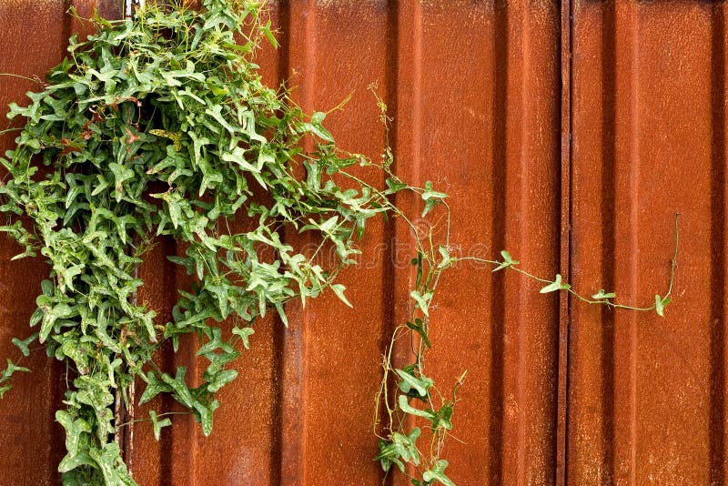 Metal and plant stock image. Image of nature, corrode, plant - 738391