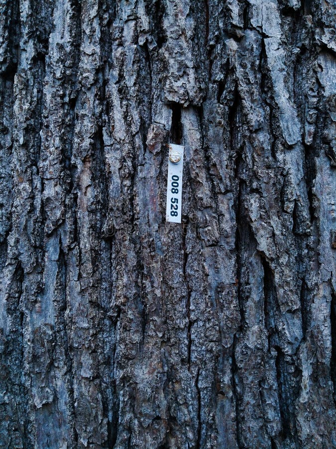 Metal Plate with Serial Number on a Tree in the Park Stock Photo ...
