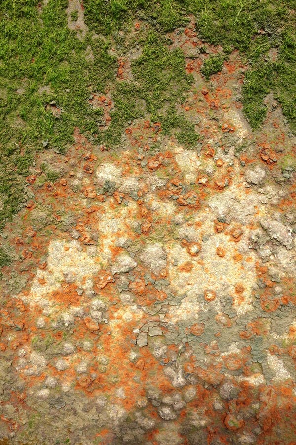 148 Algae Rust Metal Texture Stock Photos - Free & Royalty-Free Stock ...