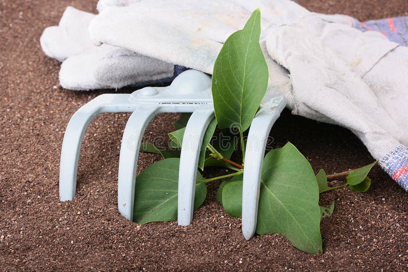 Man Raking the Garden stock photo. Image of garden, lawn - 30359236