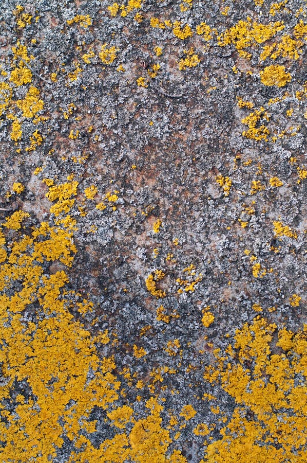 Rust, Lichen And Flaky Paint Stock Photo - Image of growing, flaky ...