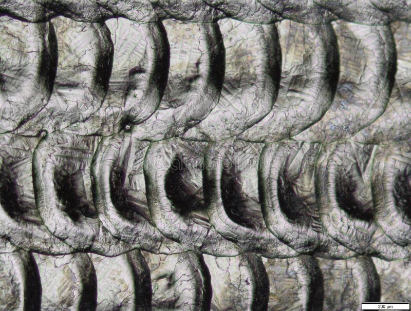 Structure of Titanium Under a Microscope. Stock Photo - Image of ...