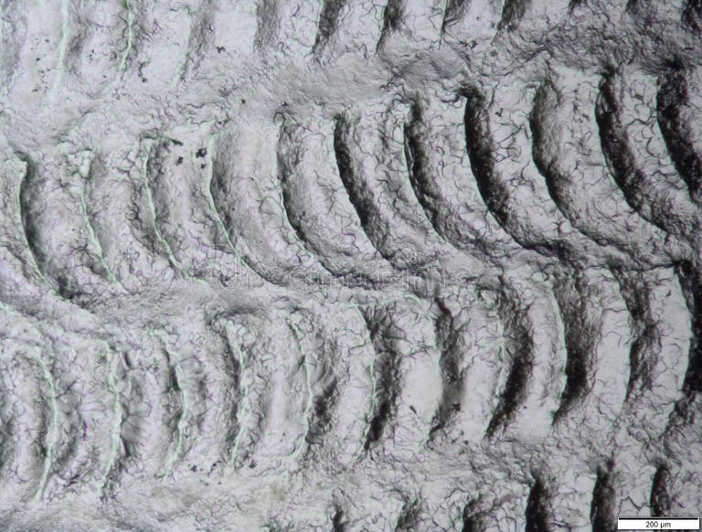 201 Metallurgical Sample Stock Photos - Free & Royalty-Free Stock ...