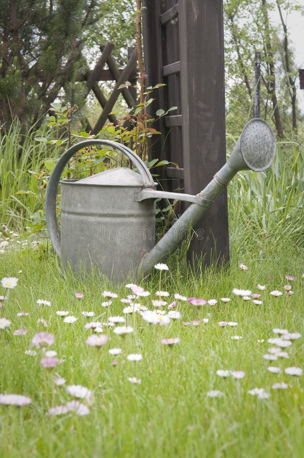 Metal watering can on lawn stock photo. Image of daisy - 25522604