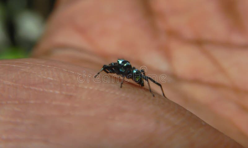Metallic Banded Jumping Spider Stock Photo - Image of organ, animal ...