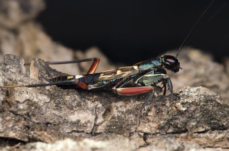 Metallic Bark Mantis Metallyticus Splendidus Nymph Stock Image - Image ...